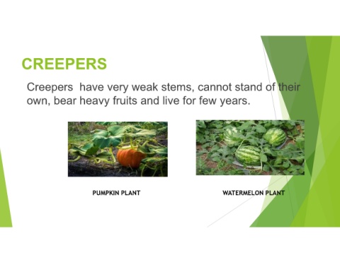 creepers with examples