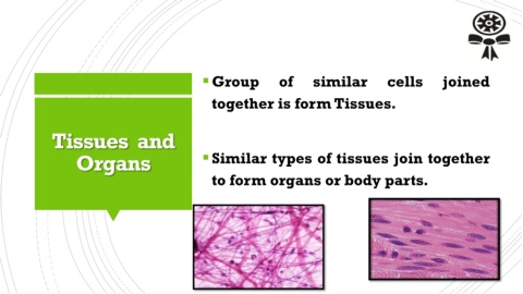 connective tissue types ppt