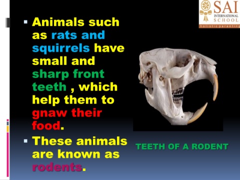 sharp front teeth animals