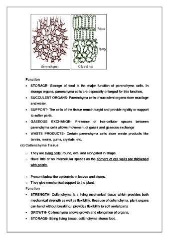 parenchyma cells function