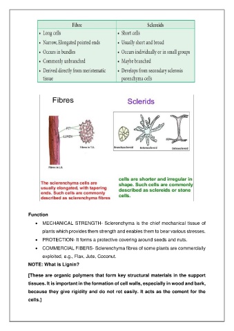 sclerenchyma function
